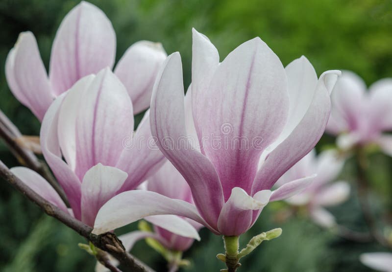 Spring View of Magnolia in Luxurious Bloom Stock Photo - Image of ...