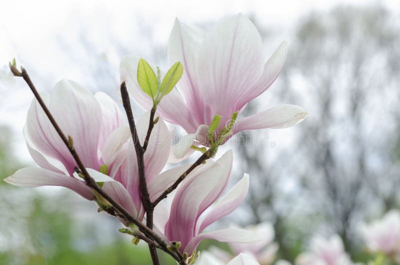 Spring View of Magnolia in Luxurious Bloom Stock Image - Image of ...
