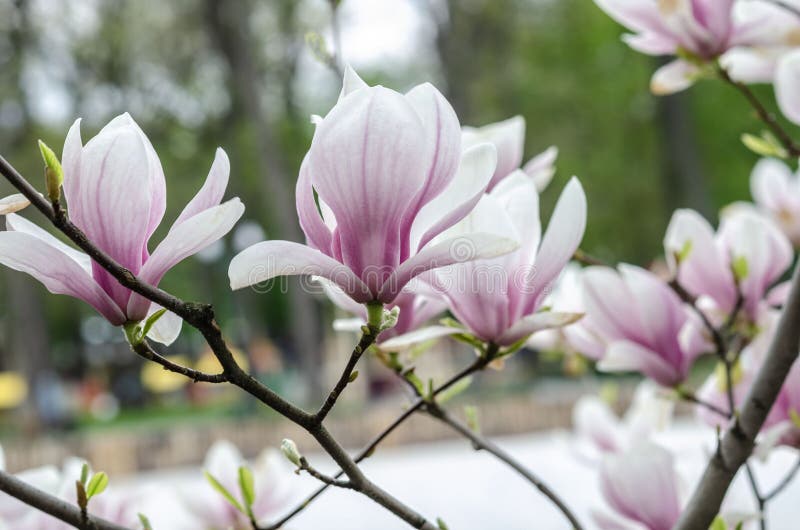 Spring View of Magnolia in Luxurious Bloom Stock Photo - Image of ...