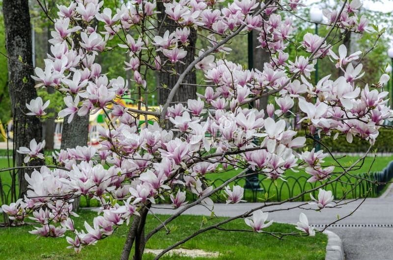 Spring View of Magnolia in Luxurious Bloom Stock Photo - Image of ...