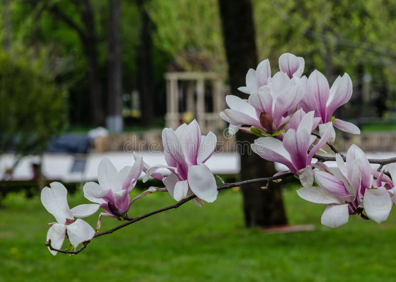 Spring View of Magnolia in Luxurious Bloom Stock Photo - Image of plant ...