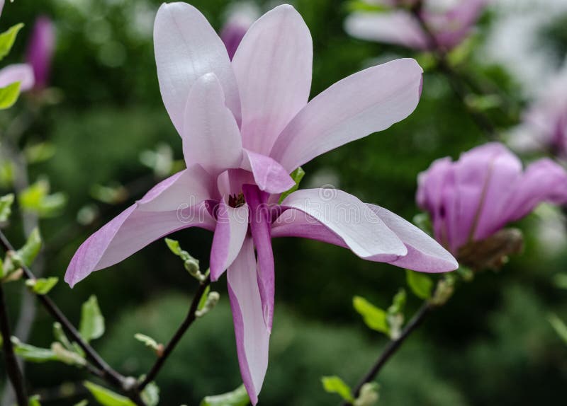 Spring View of Magnolia in Luxurious Bloom Stock Image - Image of ...