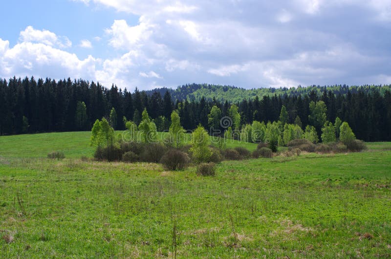 Spring View on Meadow and Forest Stock Image - Image of countryside ...