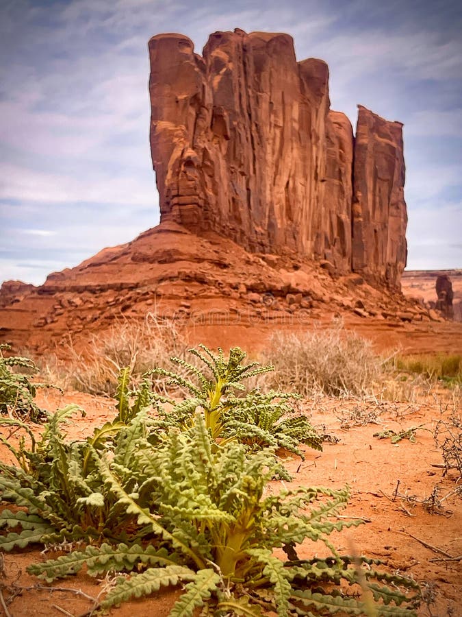 Spring View in Monument Valley on the 17 Mile Drive Stock Photo - Image ...