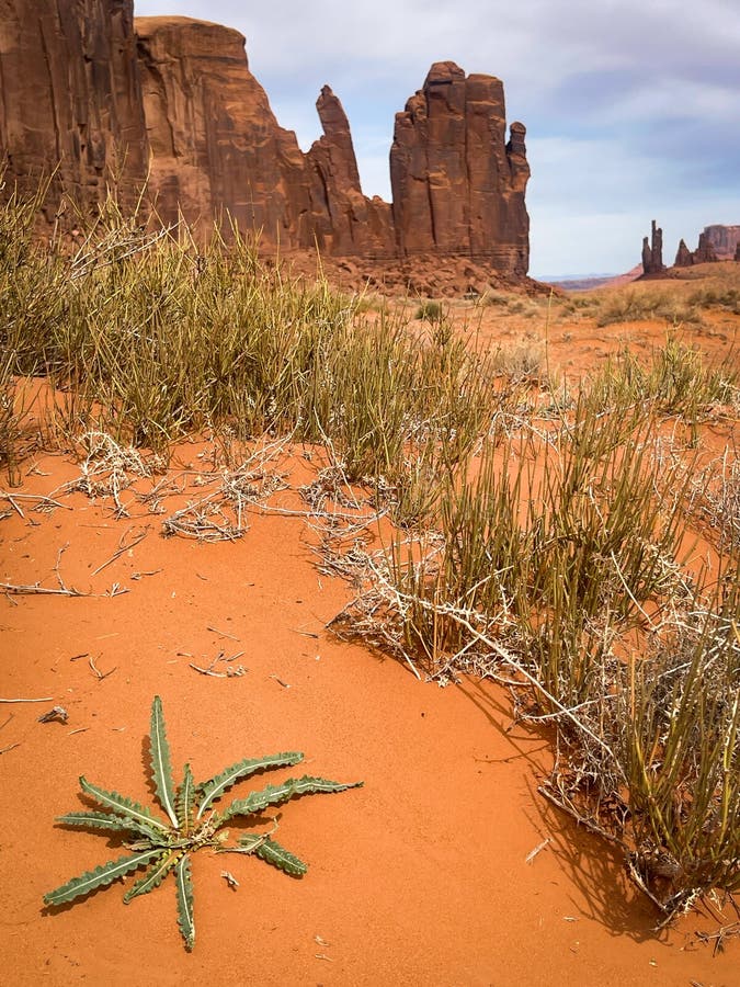 Spring View in Monument Valley on the 17 Mile Drive Stock Image - Image ...