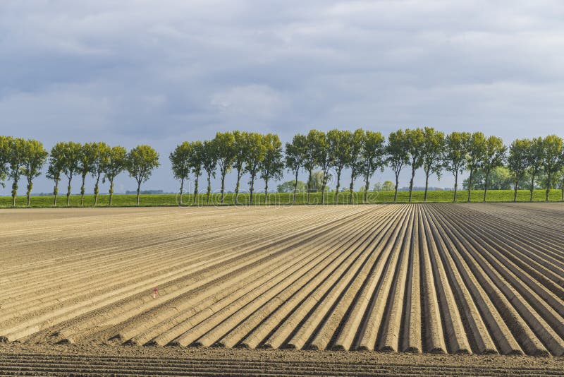 Spring View of Potato Field Just after Planting, Netherlands Stock ...