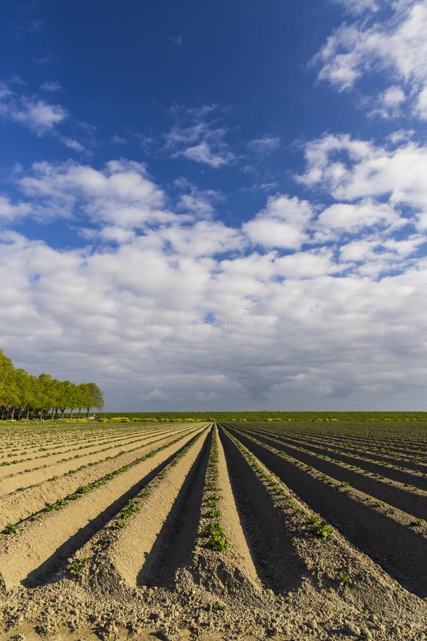 Spring View of Potato Field Just after Planting, Netherlands Stock ...