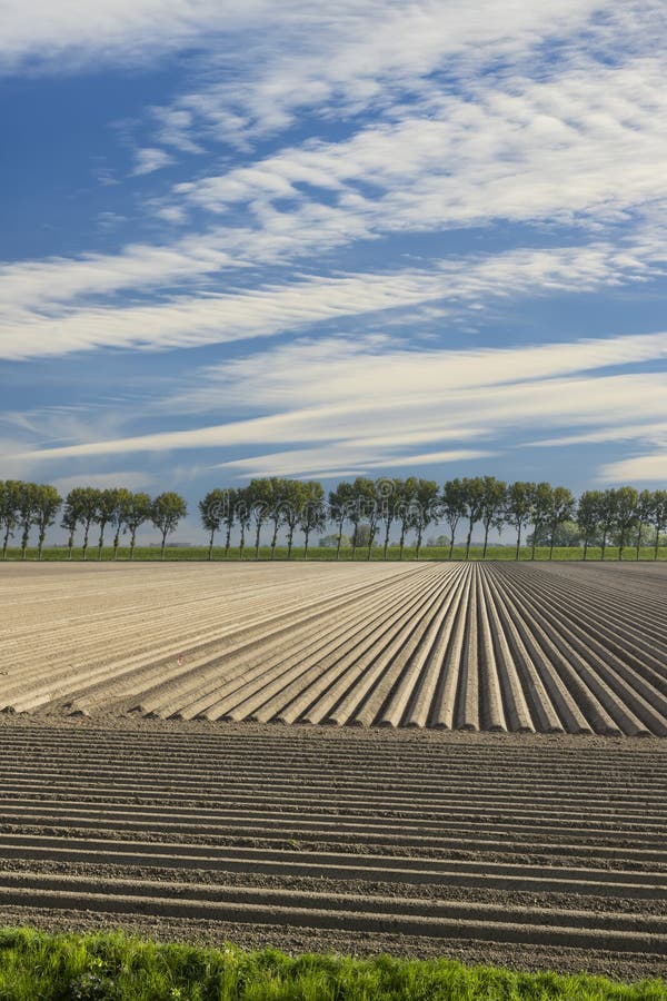 Spring View of Potato Field Just after Planting, Netherlands Stock ...