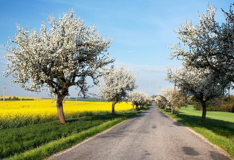 Spring View of Road with Alley of Apple Tree Stock Photo - Image of ...