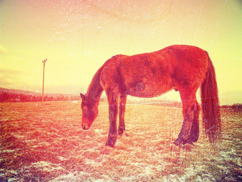 Spring View To Pasture with Old Horse. Hipster Effect Stock Image ...