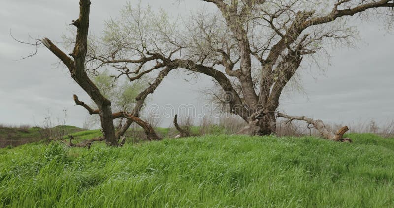 Spring View of Trees on a Levee with Grass Moving in Wind Stock Video ...