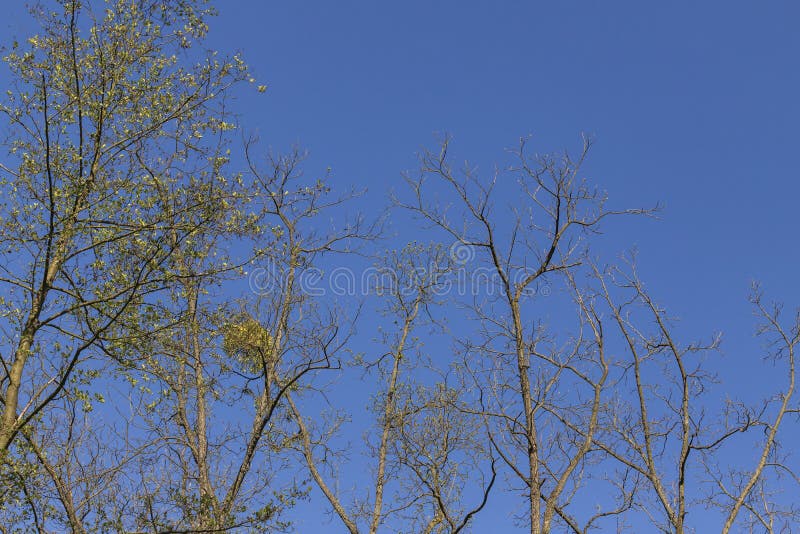 A View of the Treetops in a Paris Park and the Eiffel Tower in T Stock ...