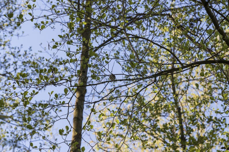 A View of the Treetops in a Paris Park and the Eiffel Tower in T Stock ...