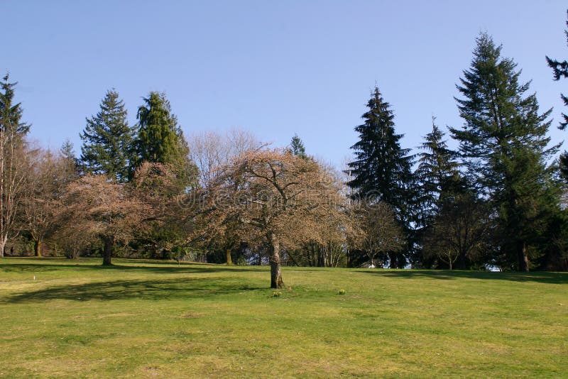 Spring view of Vancouver stock image. Image of forest - 13370853