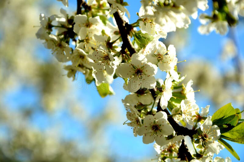 Spring Views. Flowers Tree Branch Stock Photo - Image of autumn ...