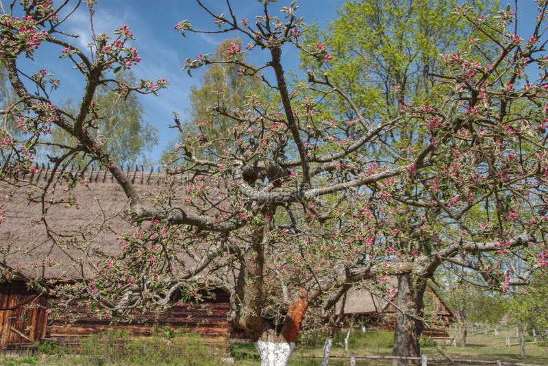 Spring in the Village, Flowering Trees in the Orchard Stock Photo ...
