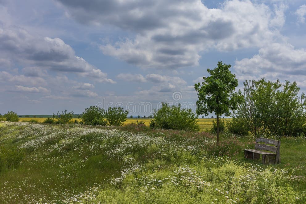 Spring Village Landscape. Green Fields and Meadows with Grain Stock ...