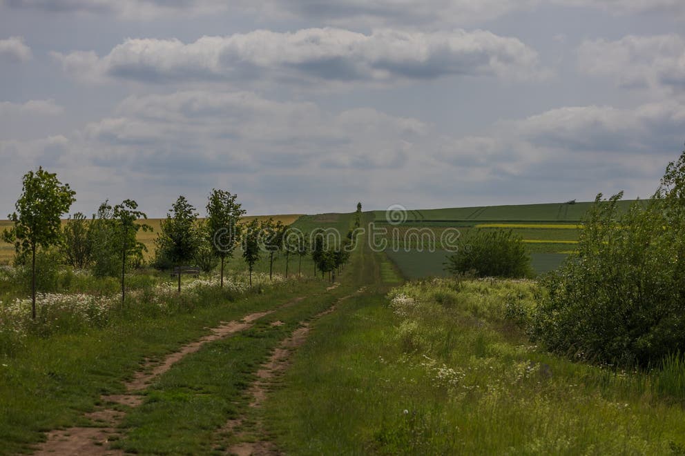 Spring Village Landscape. Green Fields and Meadows with Grain Stock ...