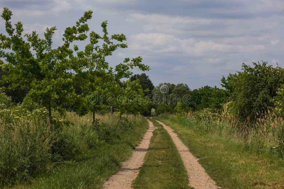 Spring Village Landscape. Green Fields and Meadows with Grain Stock ...