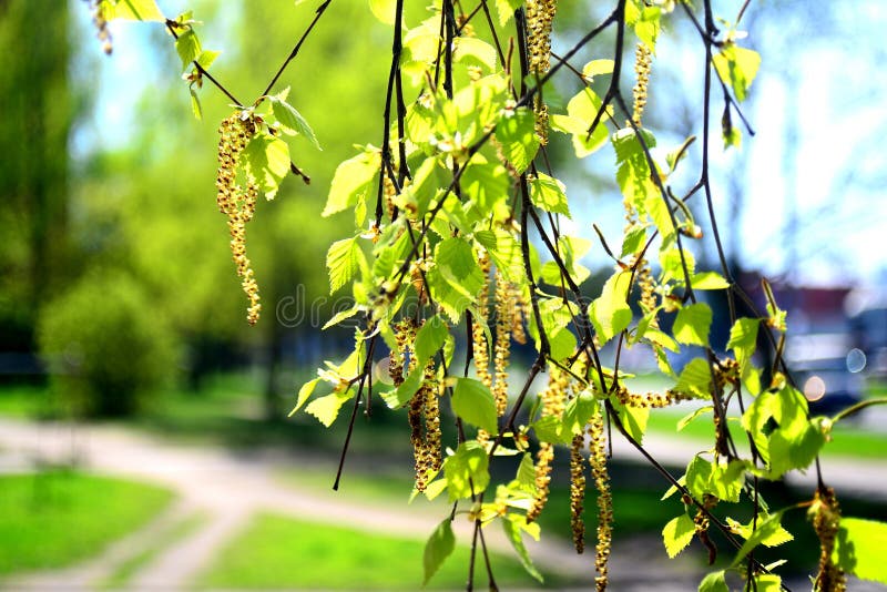 Spring in Vilnius City Karoliniskes Residential District Stock Photo ...