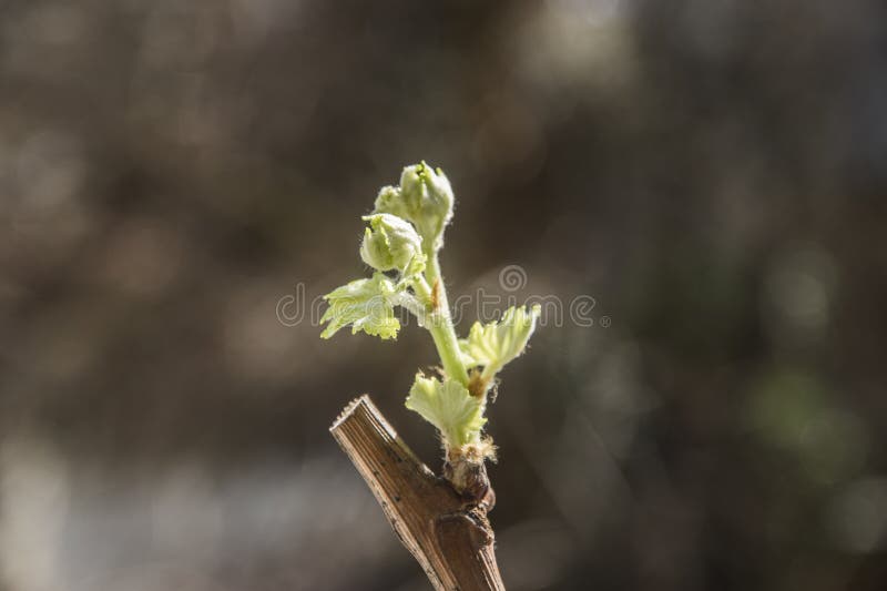 Spring vine buds sprouting stock photo. Image of young - 271670164