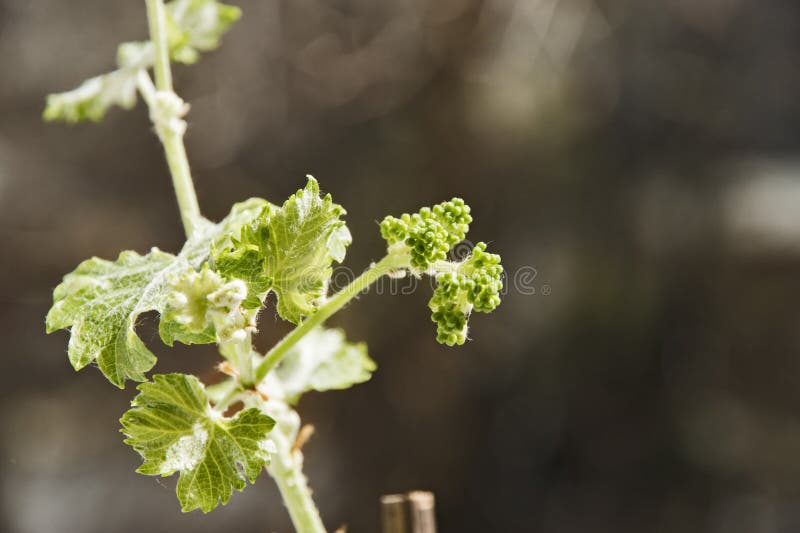 Spring vine buds sprouting stock photo. Image of plant - 275515628