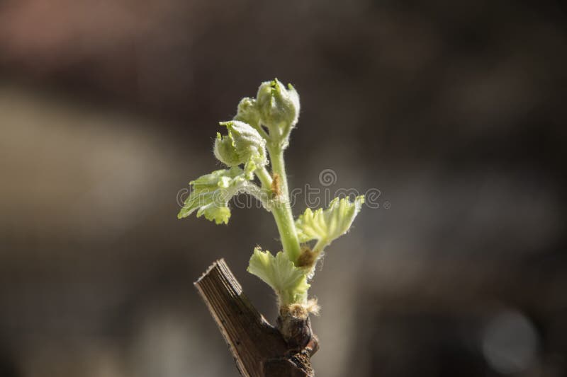 Spring vine buds sprouting stock image. Image of foliage - 271670169