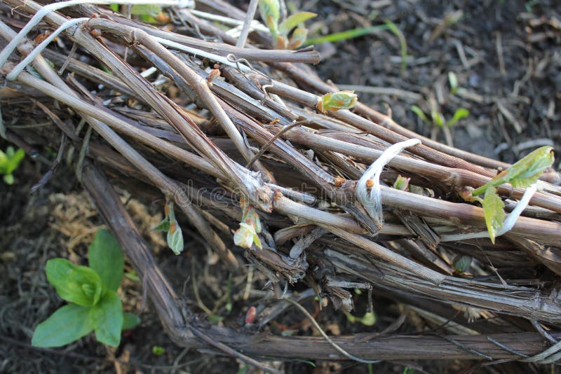 Spring vine roots 19619 stock photo. Image of forest - 89753282