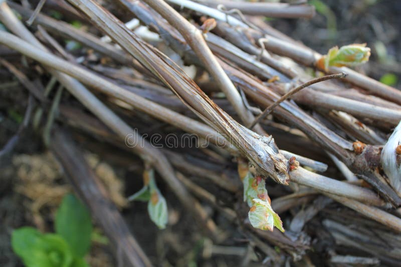 Spring vine roots 19620 stock photo. Image of botany - 71082726