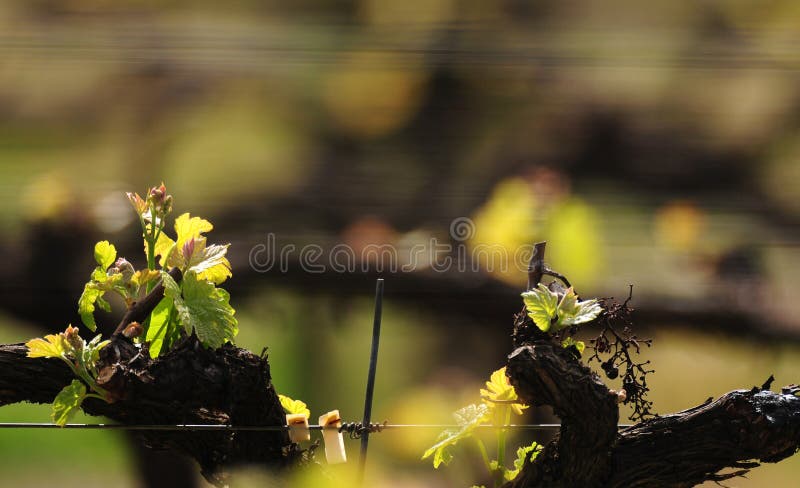 Spring Vines stock photo. Image of spring, vineyard, springtime - 6723706