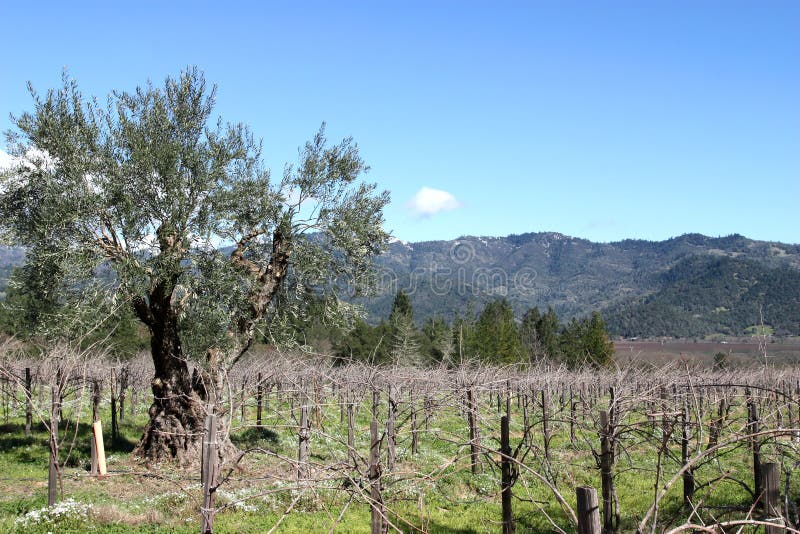 Spring Vineyard stock image. Image of spring, beauty - 18854163