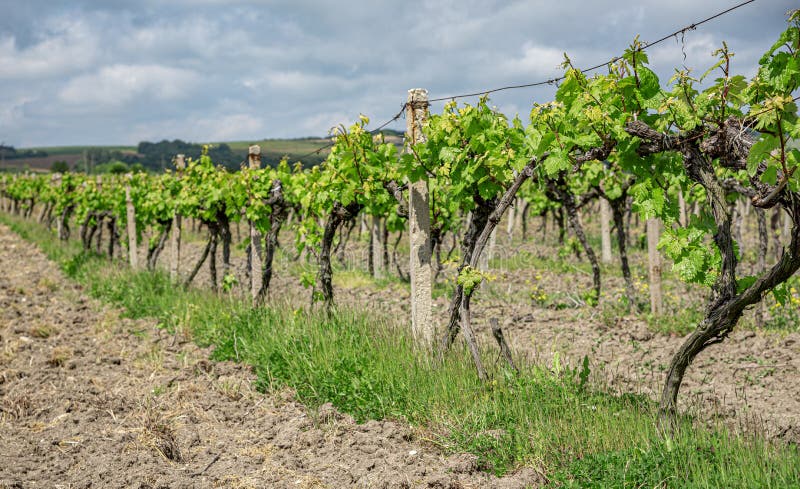 Spring Vineyard with Early Blossoming Leaves. Stock Photo - Image of ...