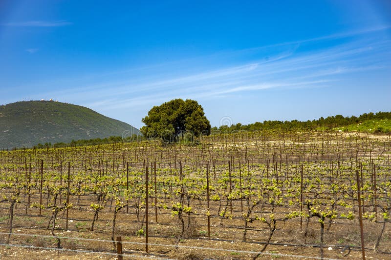 Spring Vineyard with First Leaves Stock Image - Image of bunch, summer ...