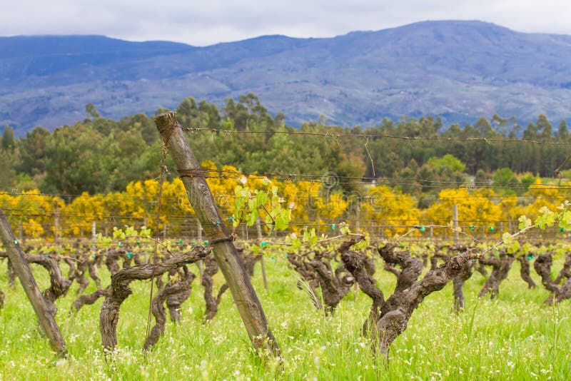 Spring Vineyard in Mountains Stock Photo - Image of grape, rural: 31096274