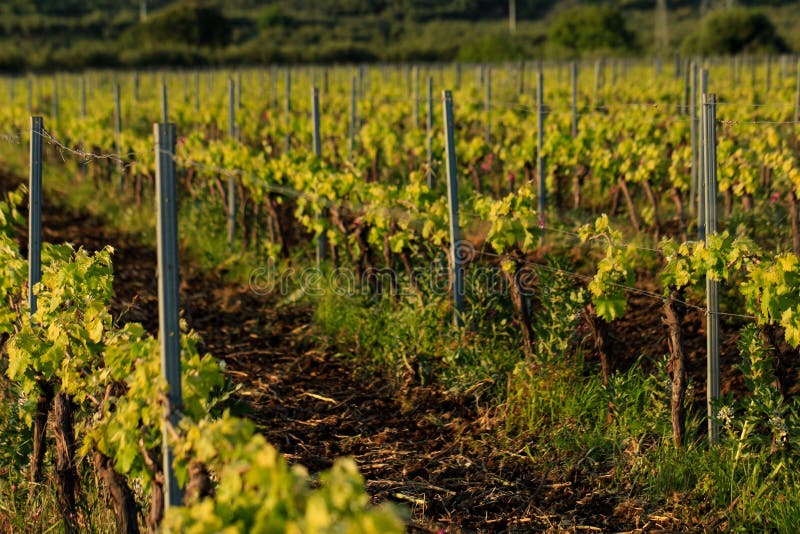 Spring Vineyard before Sunset, Panoramic View, Horizontal Orientation ...