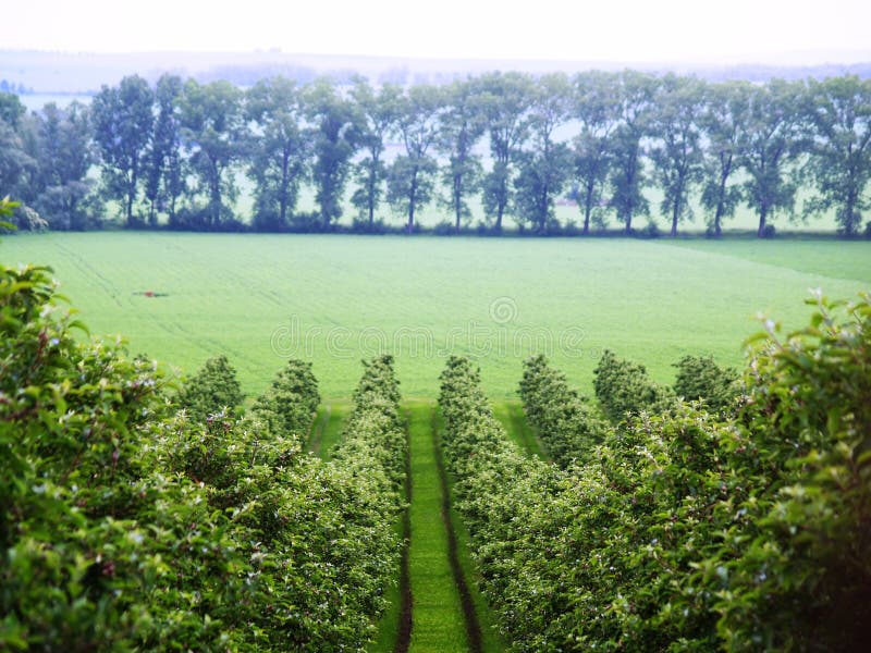 Spring vineyard view stock image. Image of region, wine - 37878549