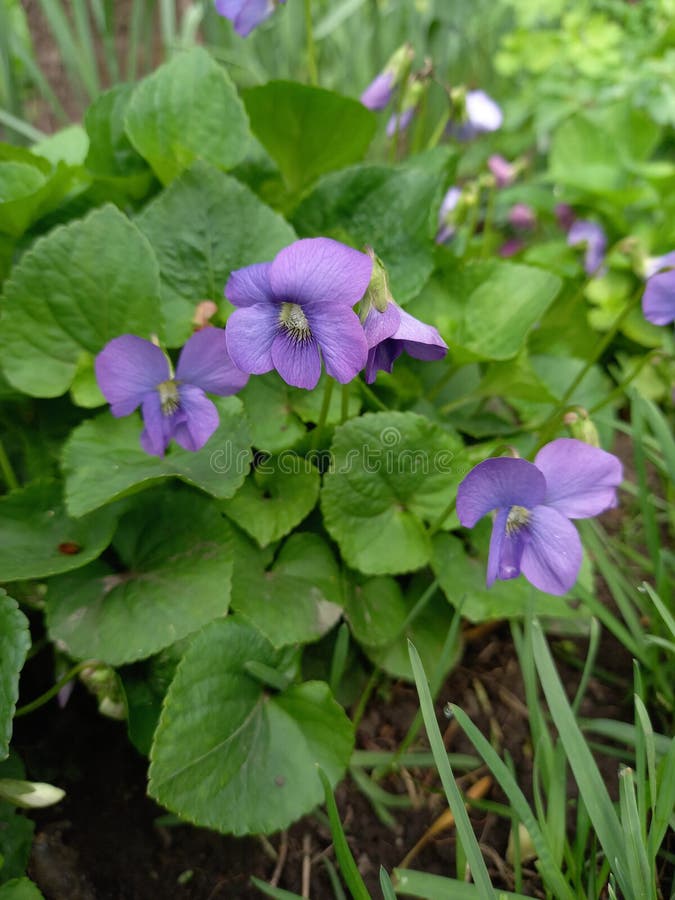 Spring violet ðŸ’œ stock image. Image of purple, spring - 217725461