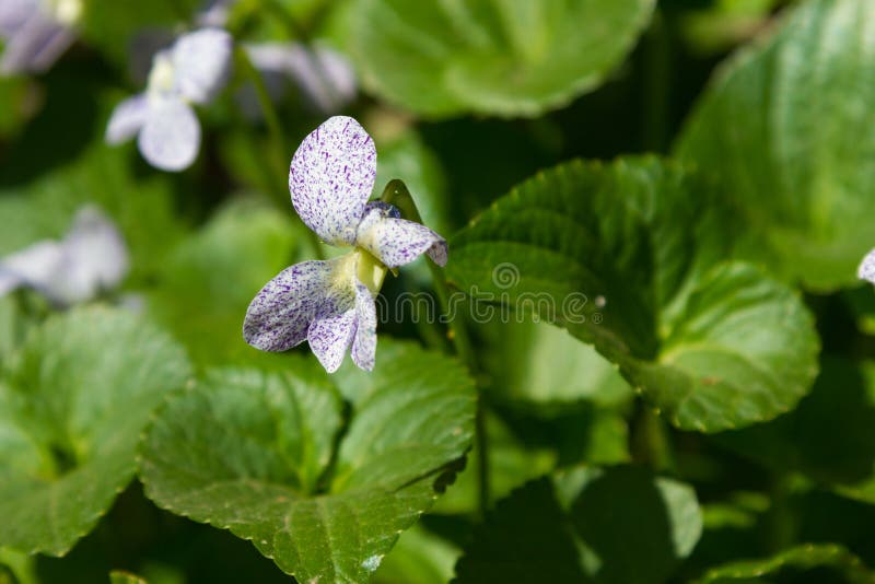Spring violet flower stock image. Image of love, blooming - 146689857