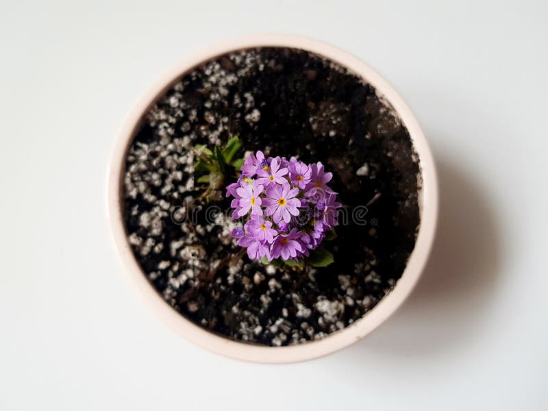 Spring Violet Flower in the Pot Flat Up Stock Image - Image of violet ...