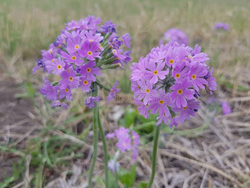 Spring Purple Flowers Bloom on the Ground Stock Photo - Image of ground ...