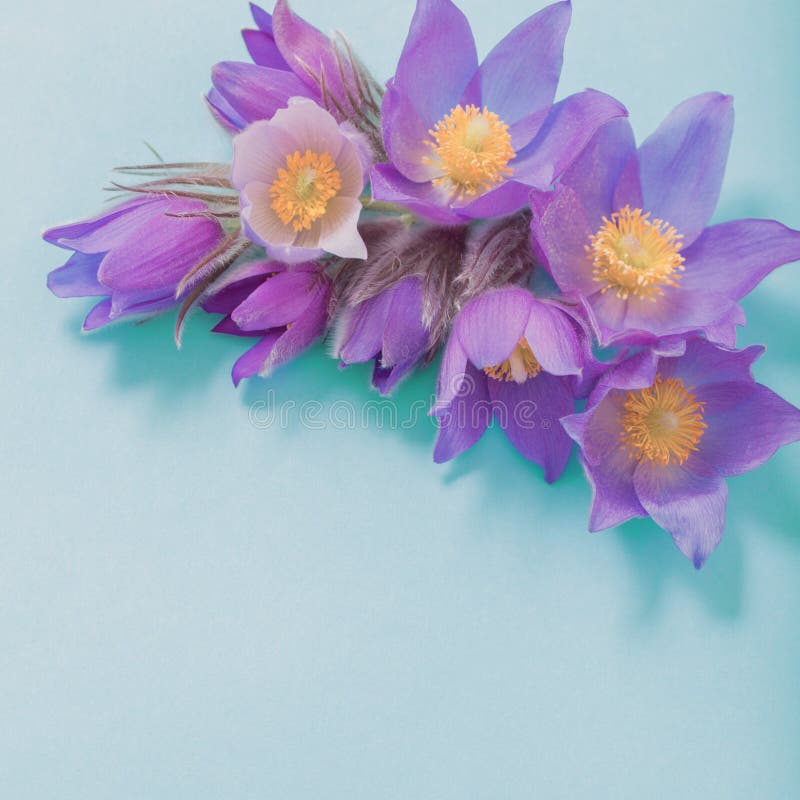 Violet Flowers on Blue Paper Background Stock Image - Image of violet ...