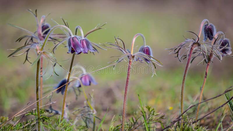 Spring Violet Wild Prairie Flowers Stock Photo - Image of aroma ...