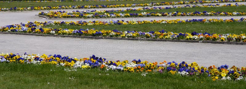 Spring violets stock photo. Image of lilac, parkway, colourful - 2344588