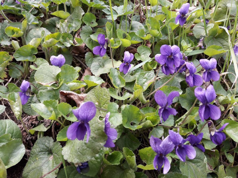 Beautiful violets stock image. Image of pink, color - 146749173