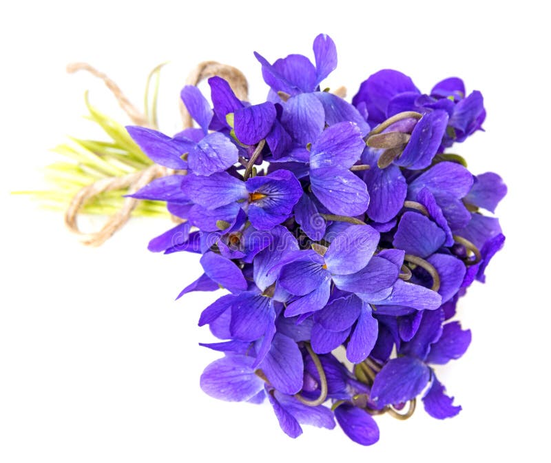 Crystallized violets stock image. Image of color, flower - 23703923