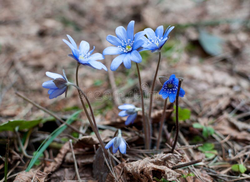 Spring violets flowers stock image. Image of fresh, flora - 30528959