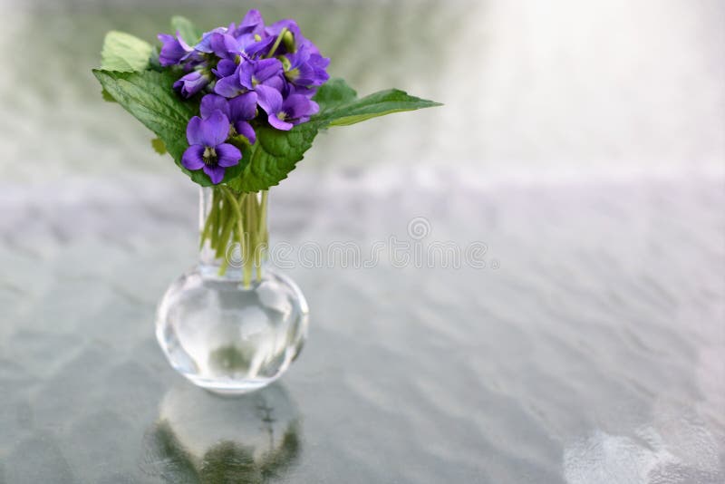 Spring violets in vase stock photo. Image of violet - 113614252