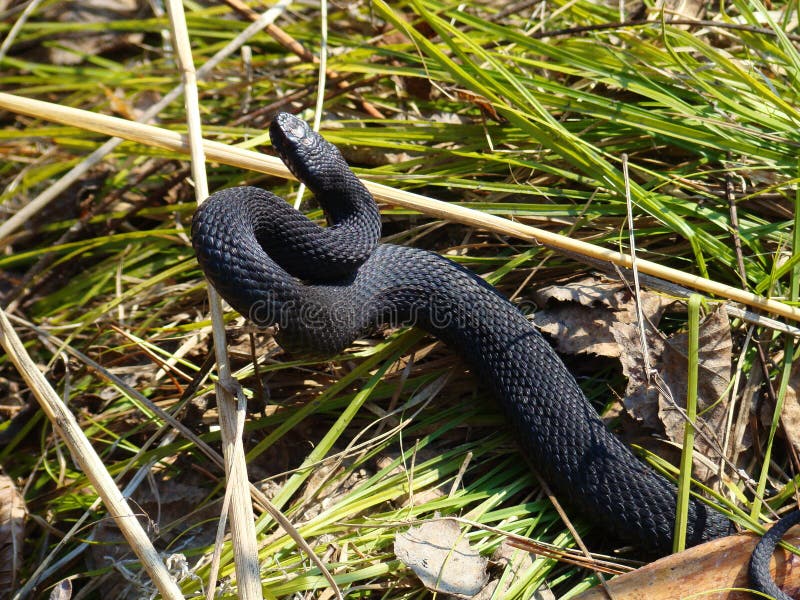 Spring viper stock photo. Image of wild, nature, snake - 30854932