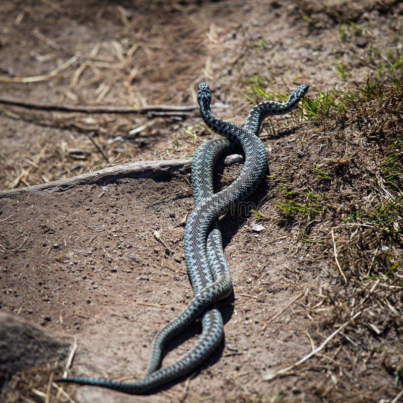 Spring vipers stock photo. Image of vipers, bergen, trail - 181408526
