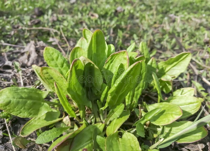Spring Vitamins in the Garden - Young Sorrel. Young Leaves of Sorrel in ...